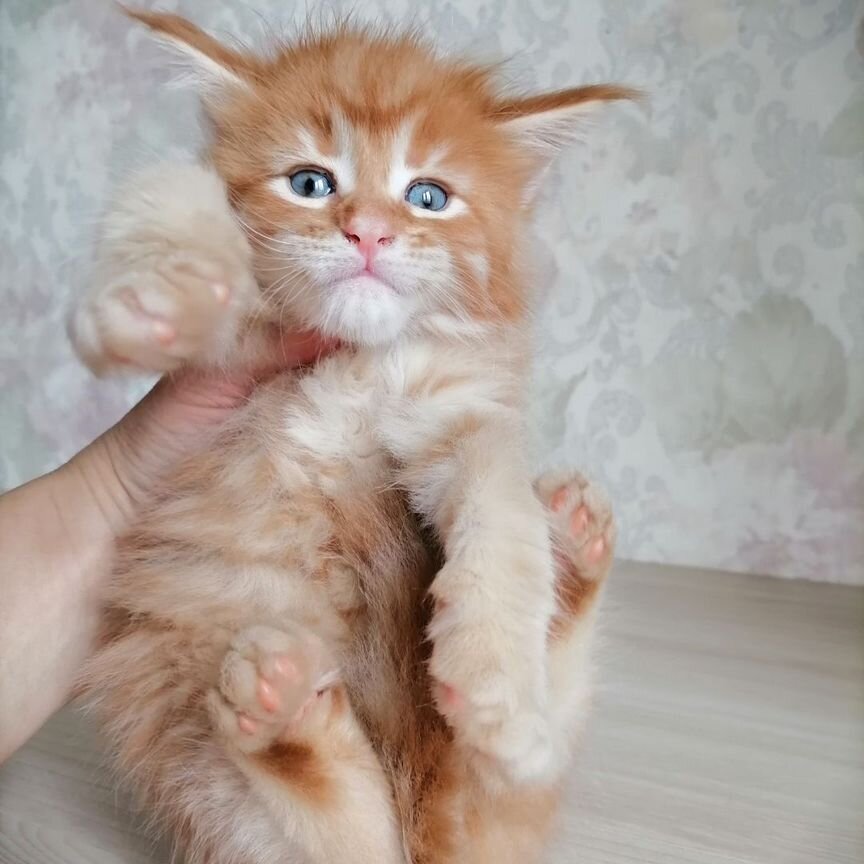 Котята мейн-кун