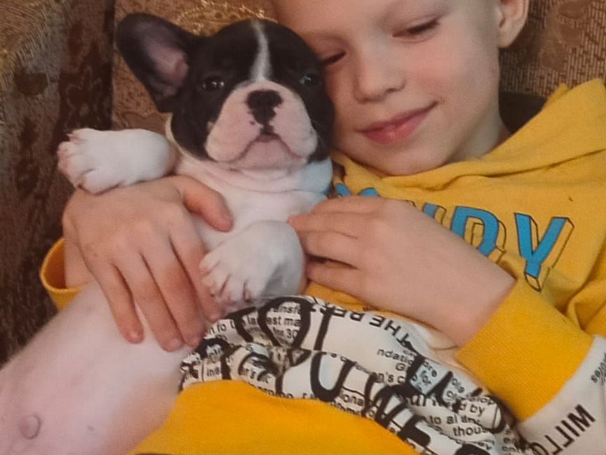 Щенки французского бульдога