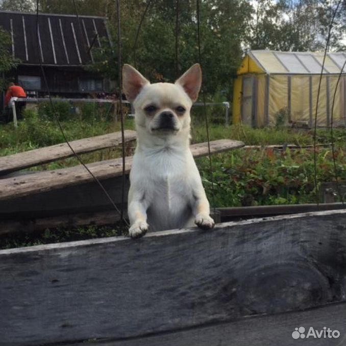 Случка чихуахуа