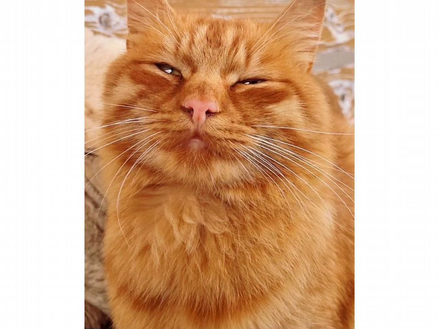 Рыжий котенок в добрые руки