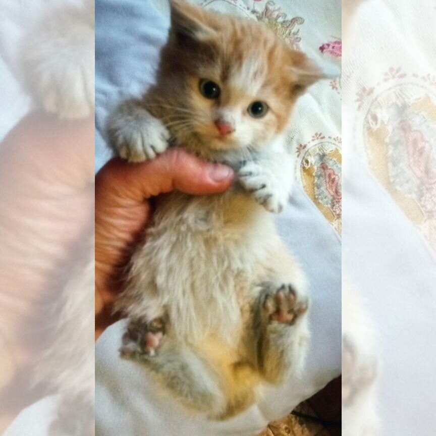 4 котенка на выбор в хорошие руки