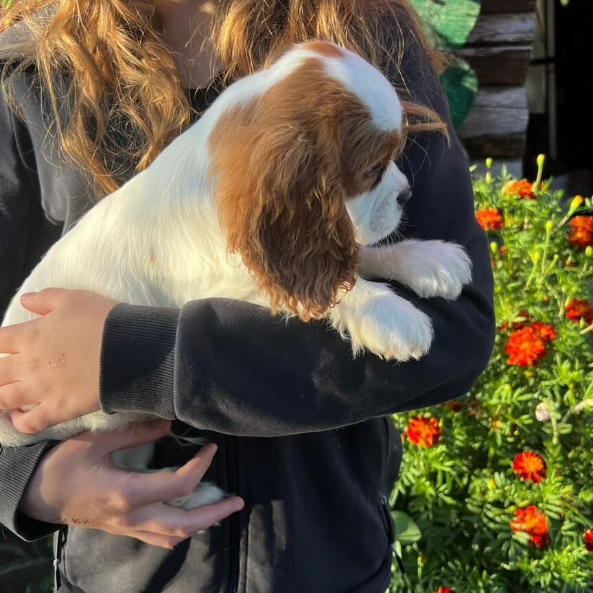 Кавалер кинг чарльз спаниель