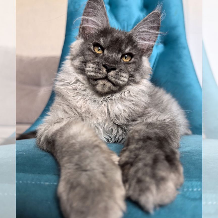 Мейн-кун котёнок