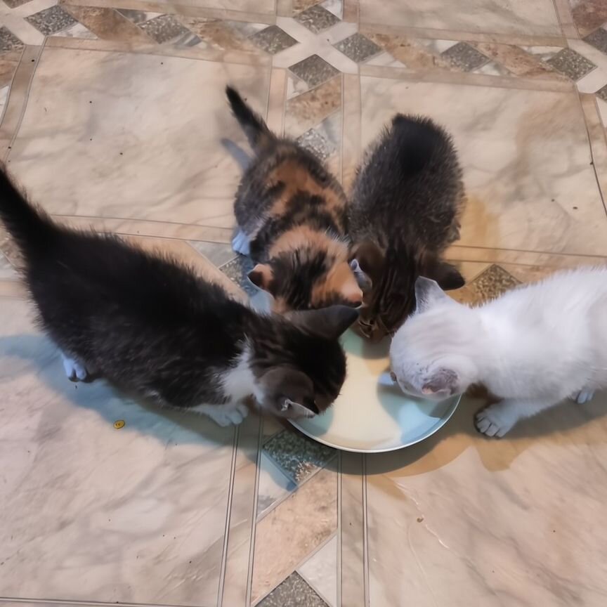 Отдам в добрые руки котят