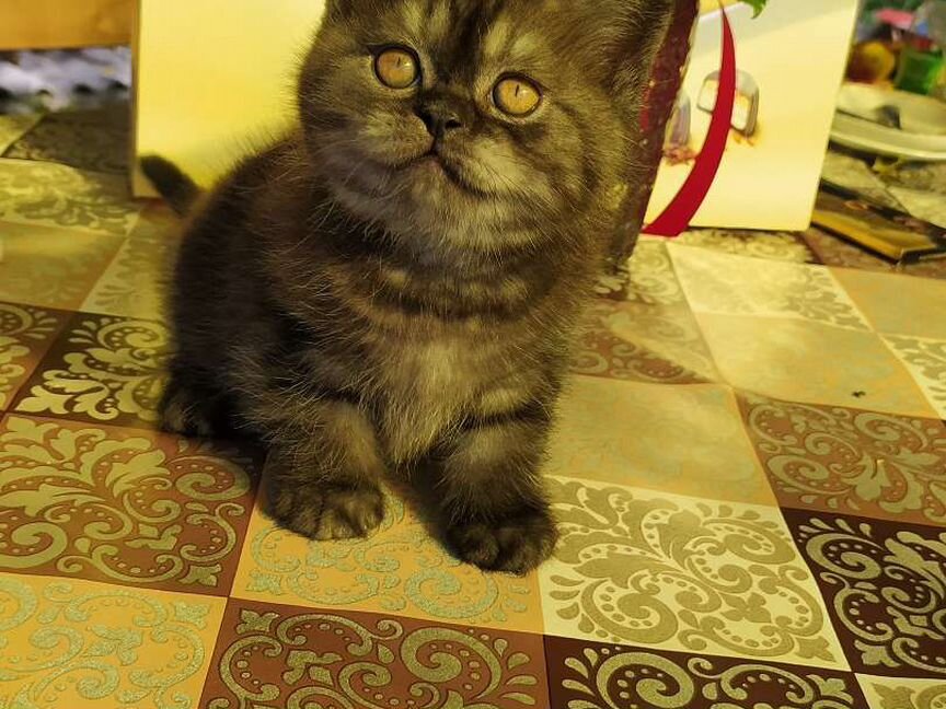 Британский котенок питомник Briolin