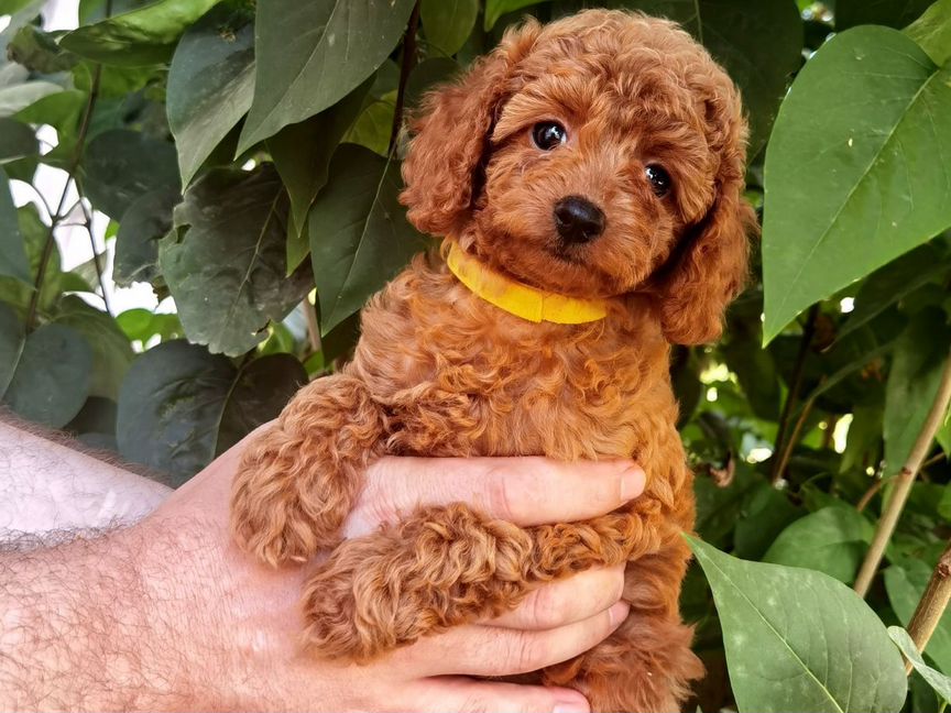 Мальтипу девочка Тедди тип