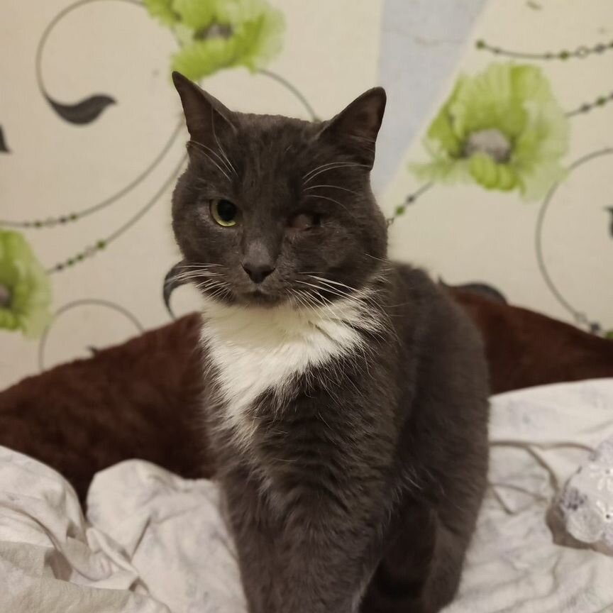 Кот