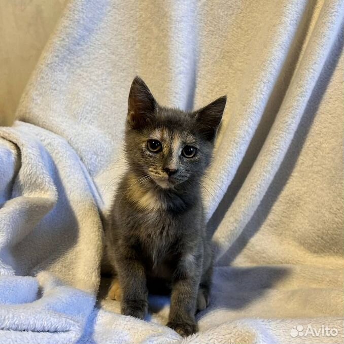 Отдам в добрые руки хорошеньких котят