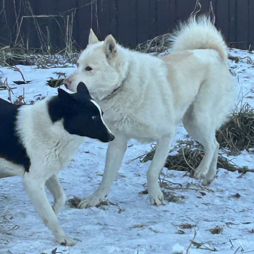Русско-европейская лайка, взрослый пёс
