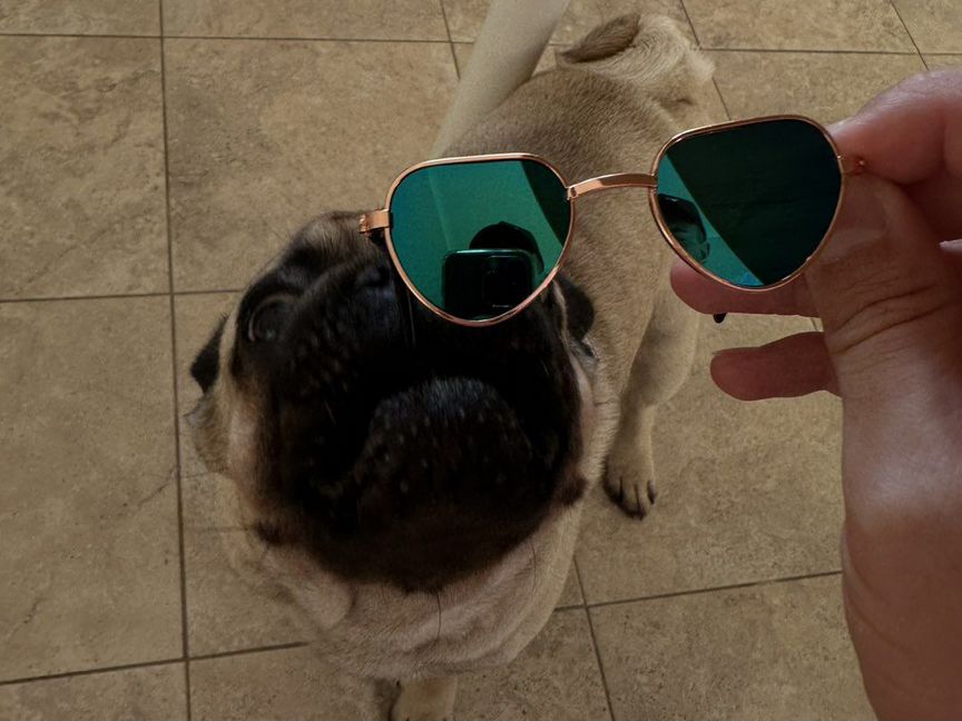 Очки для животного