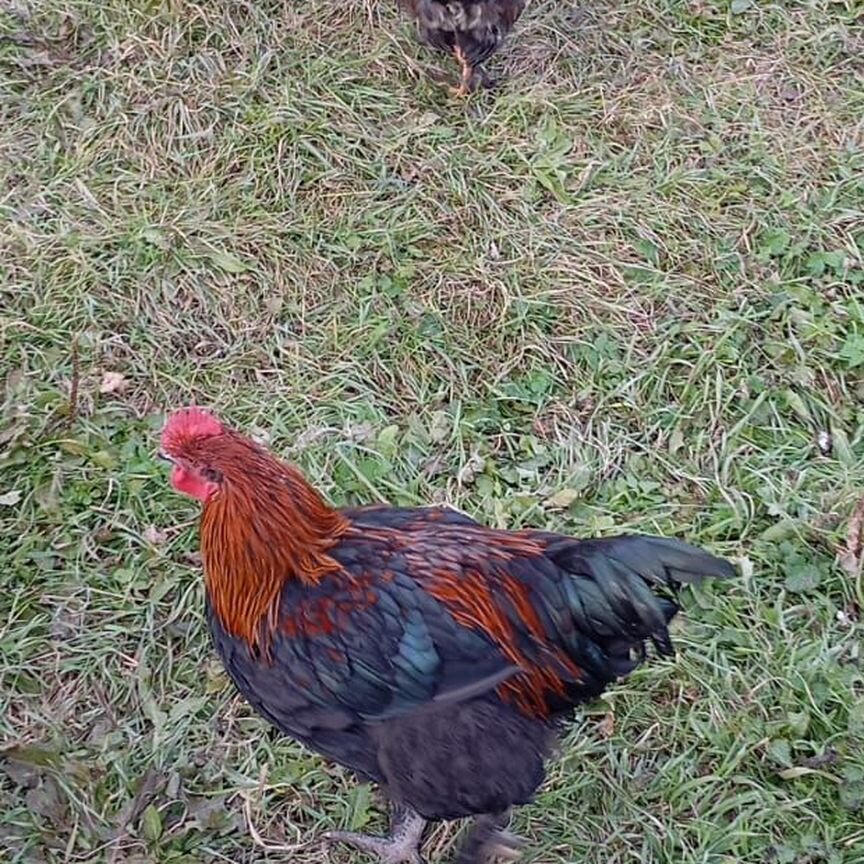 Продаются молодые петухи