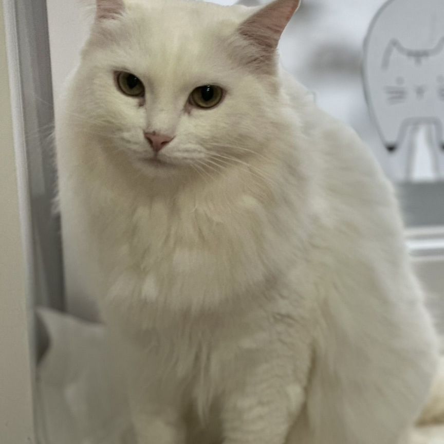 Очаровательный Маркус ищет дом