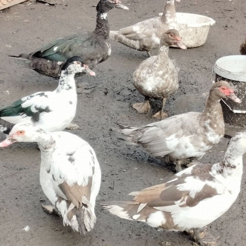 Мускусные утки