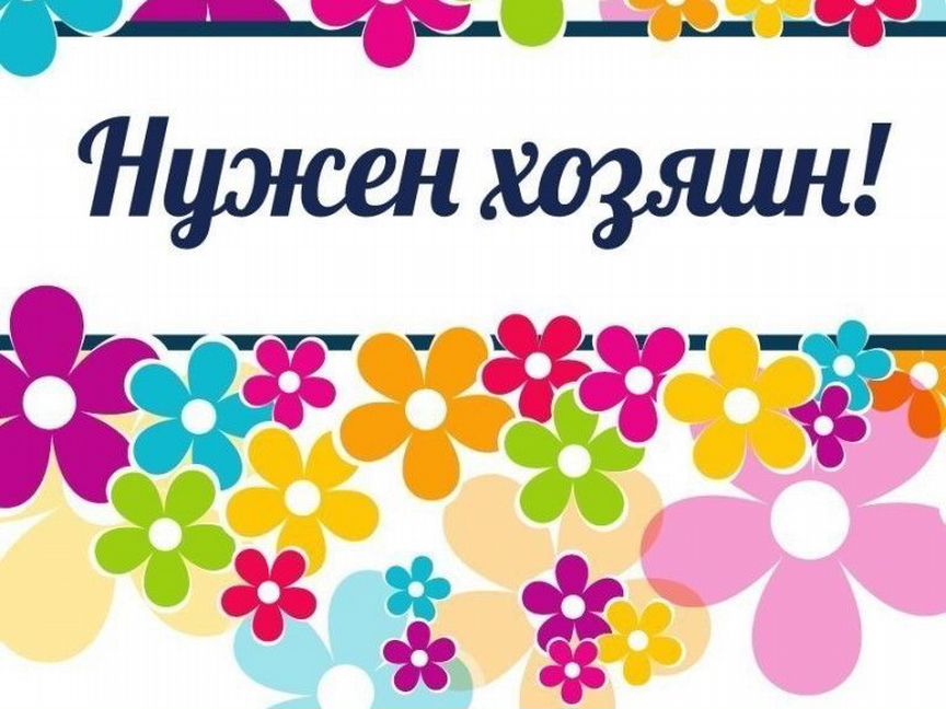 Аиша -собака в добрые руки