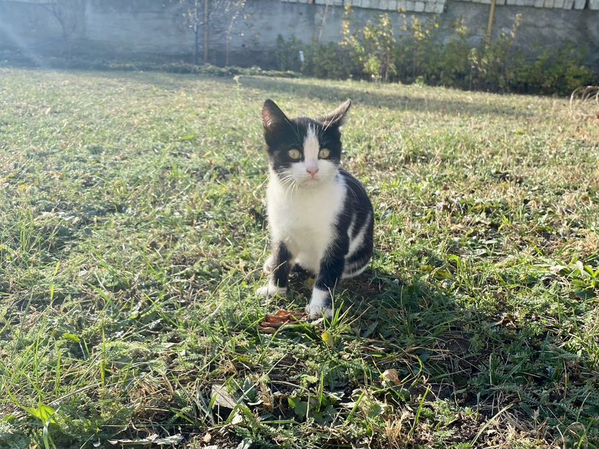 Котенок бесплатно