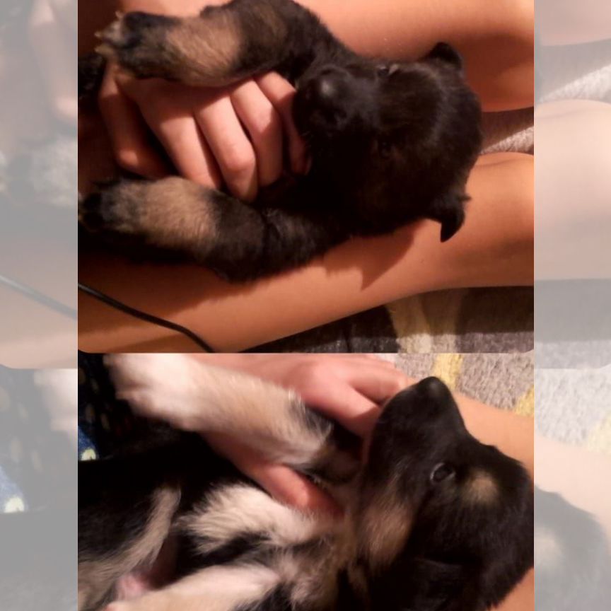 Восточно европейские овчарки помесь