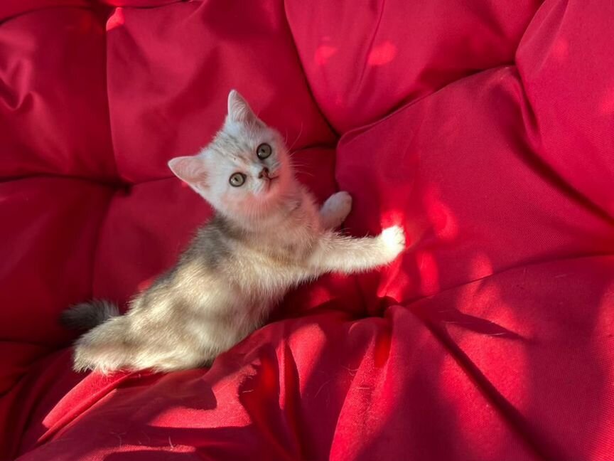 Котенок кошечка