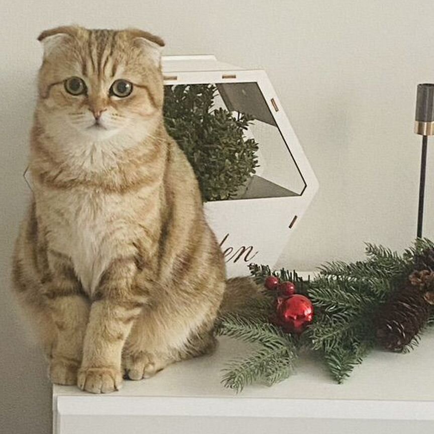 Кошка на вязку шотландка