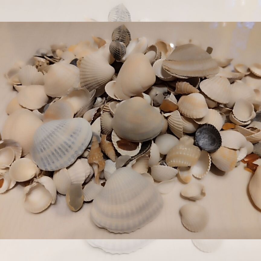 Ракушки морские мелкие