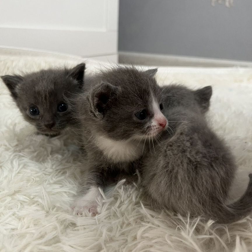 Котята в добрые руки бесплатно