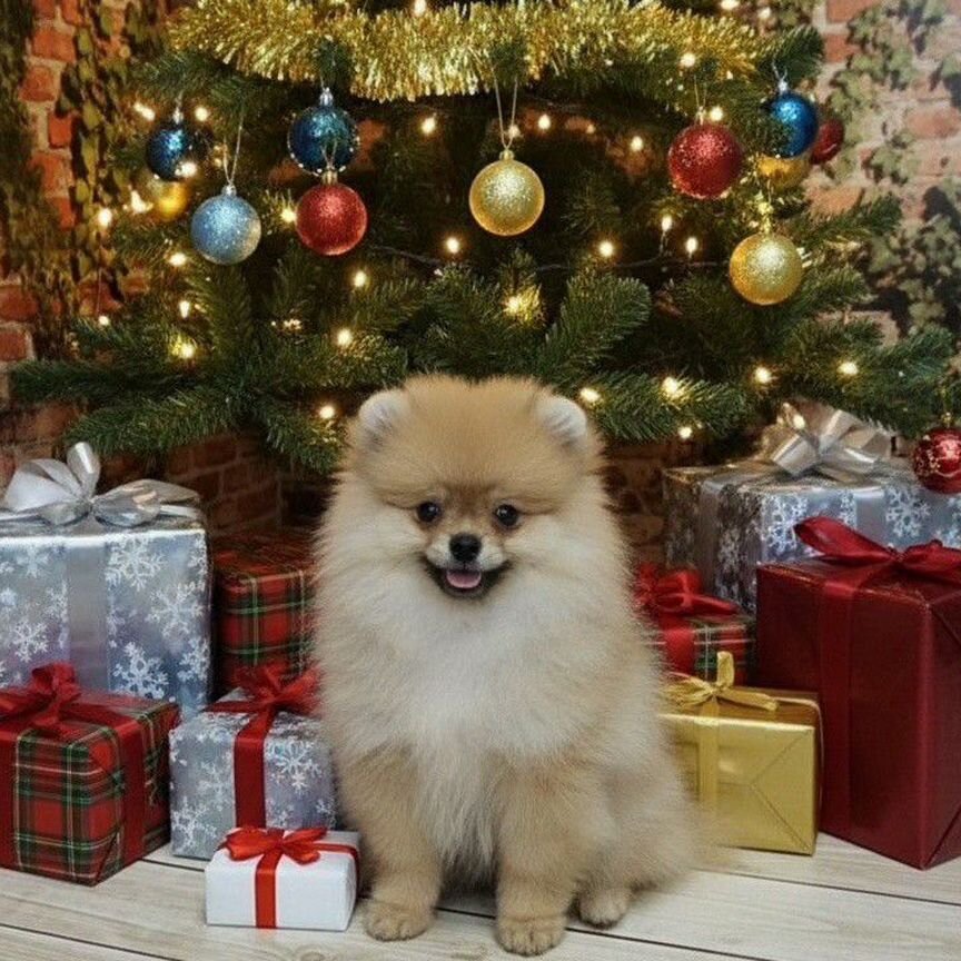 Померанский шпиц, щенок