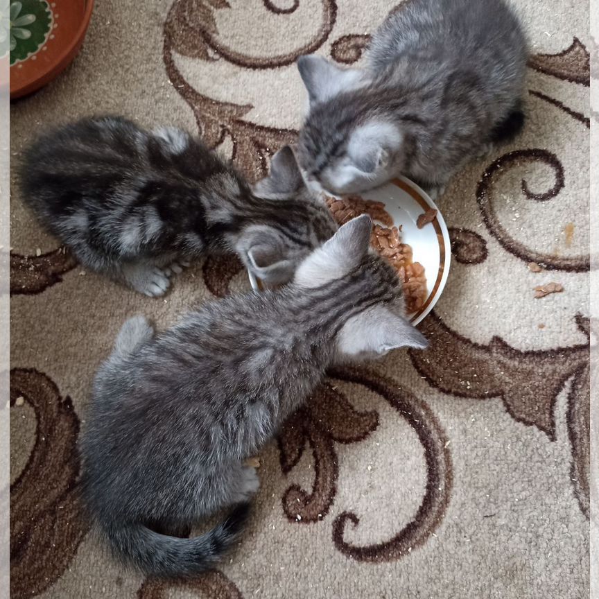 Котята в добрые руки даром