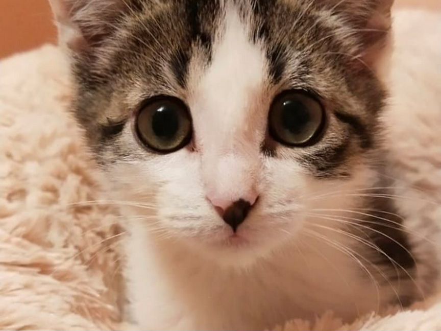 Трогательный котенок в добрые руки