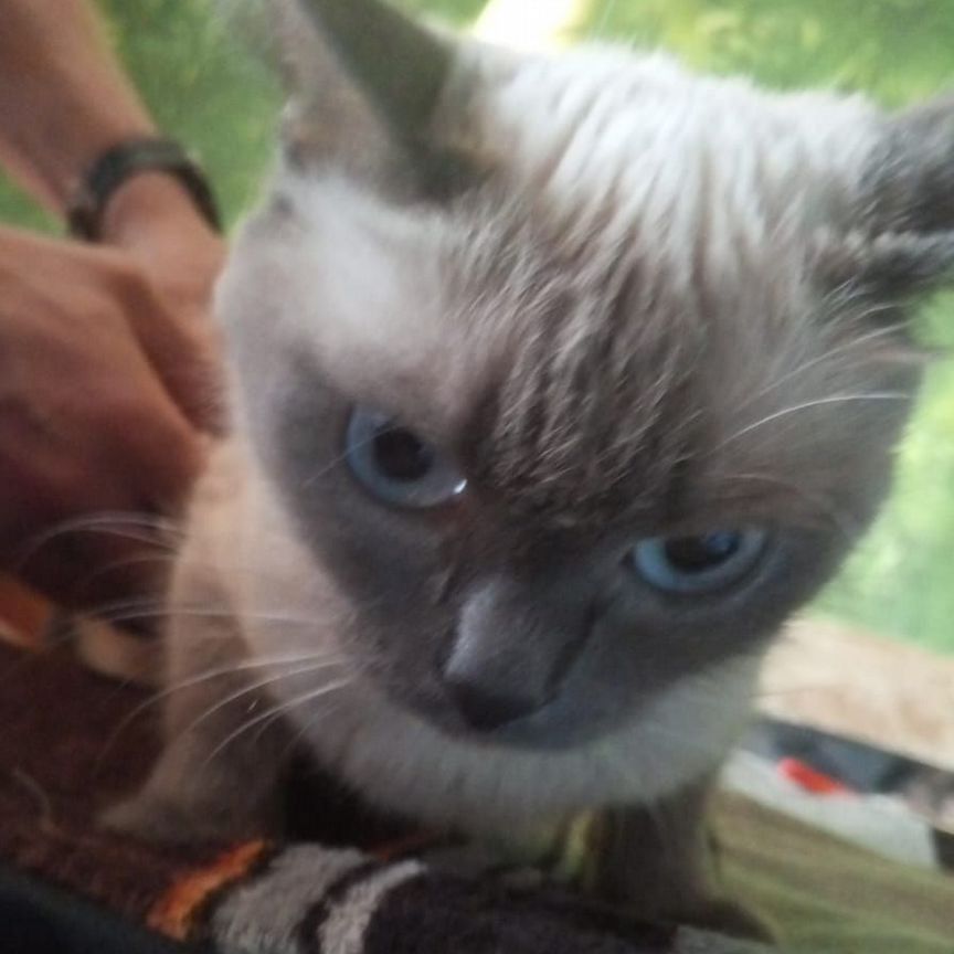 Сиамская кошечка