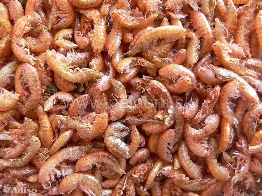 Гаммарус просушенный оптом