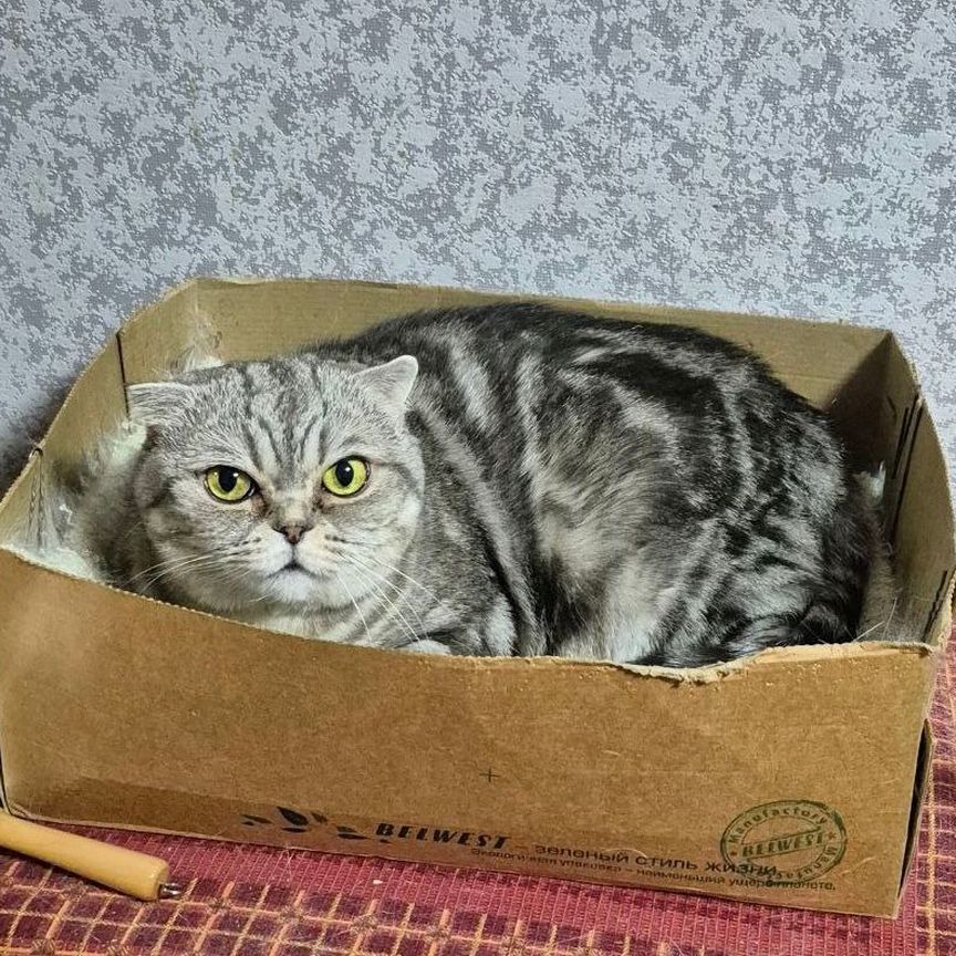 Британская длинношёрстная, взрослая кошка