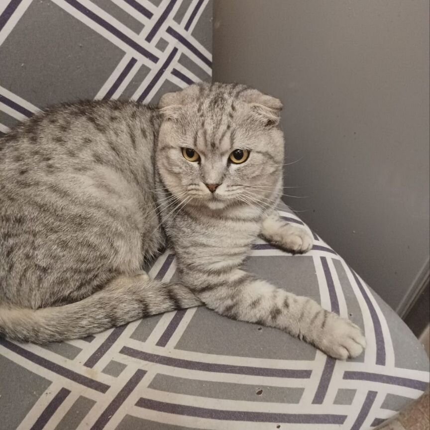 Котик Шотландский вислоухий