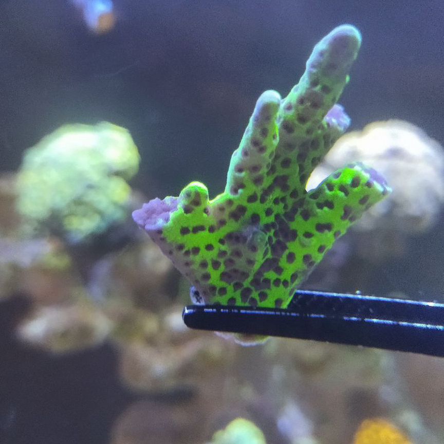 Морские кораллы