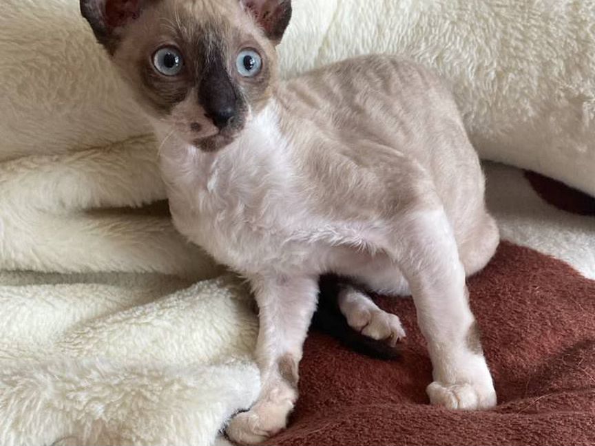 Корниш-рекс