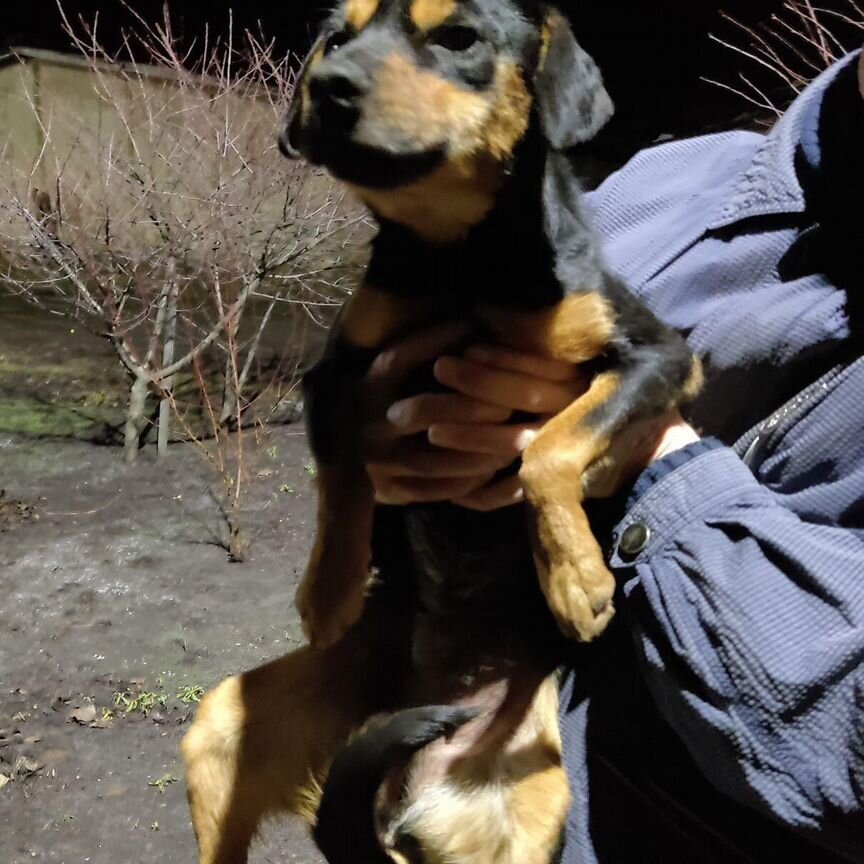 Молоденькая собачка-потеряшка