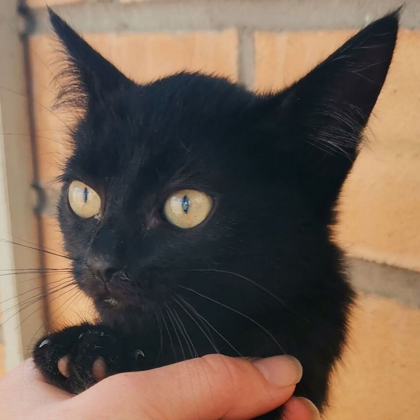 Котёнок мальчик