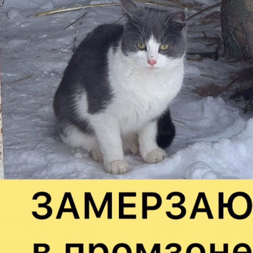 Взрослый кот в добрые руки