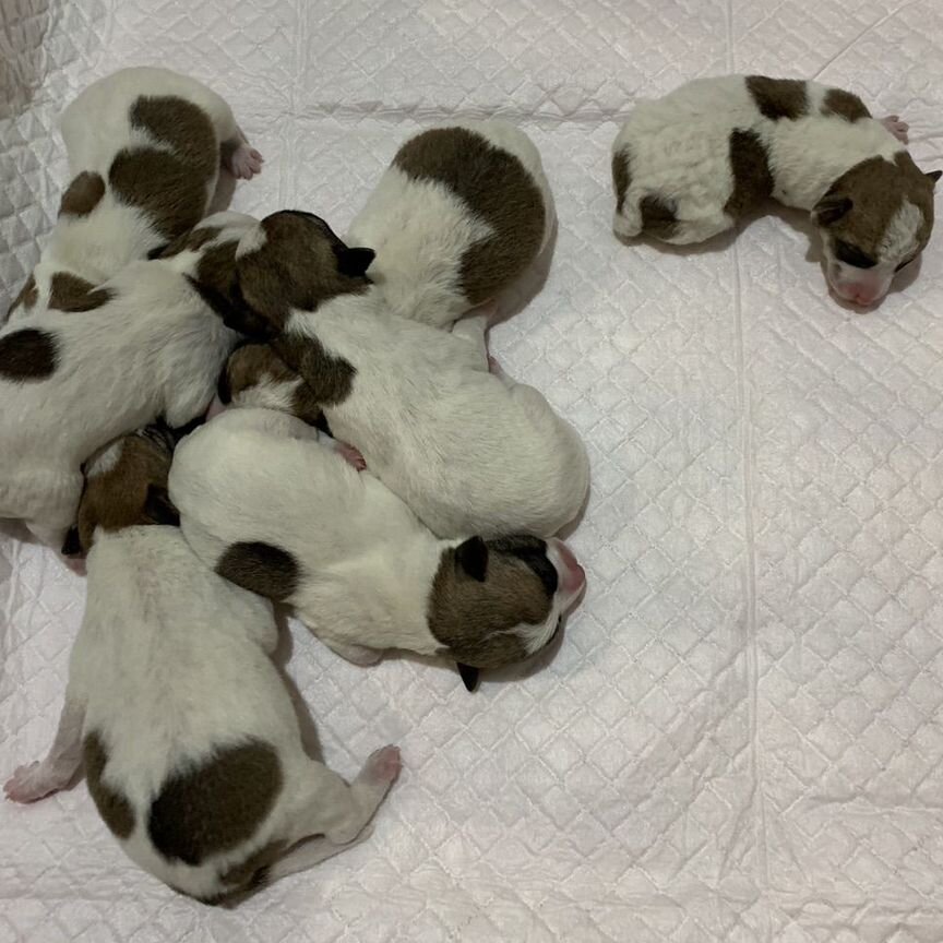 Щенки джек рассел терьер