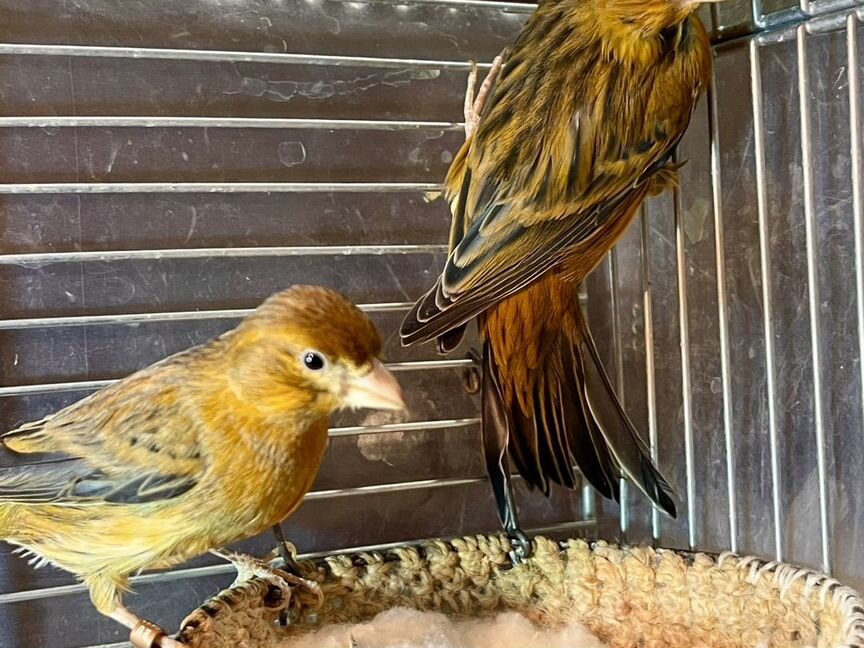 Канарейки. Пара