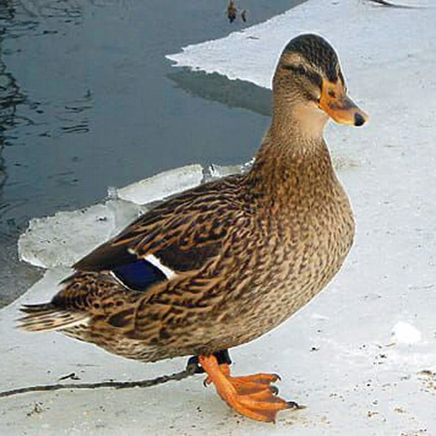 Подсадные утки