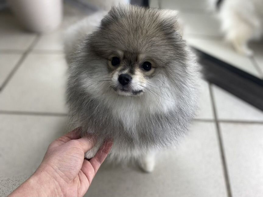 Померанский шпиц