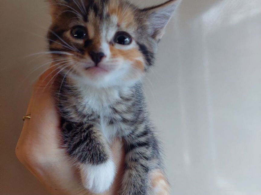 Кошечка в добрые руки