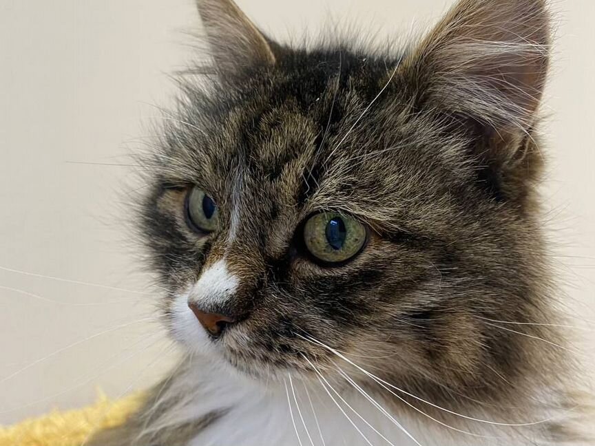 Ласковая Сыроежка ищет семью