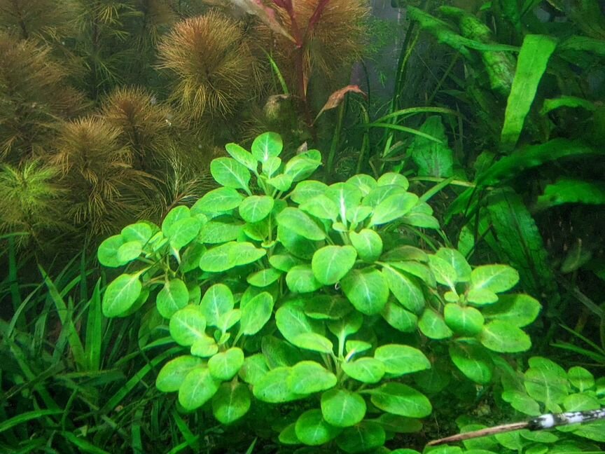 Лобелия кардиналис