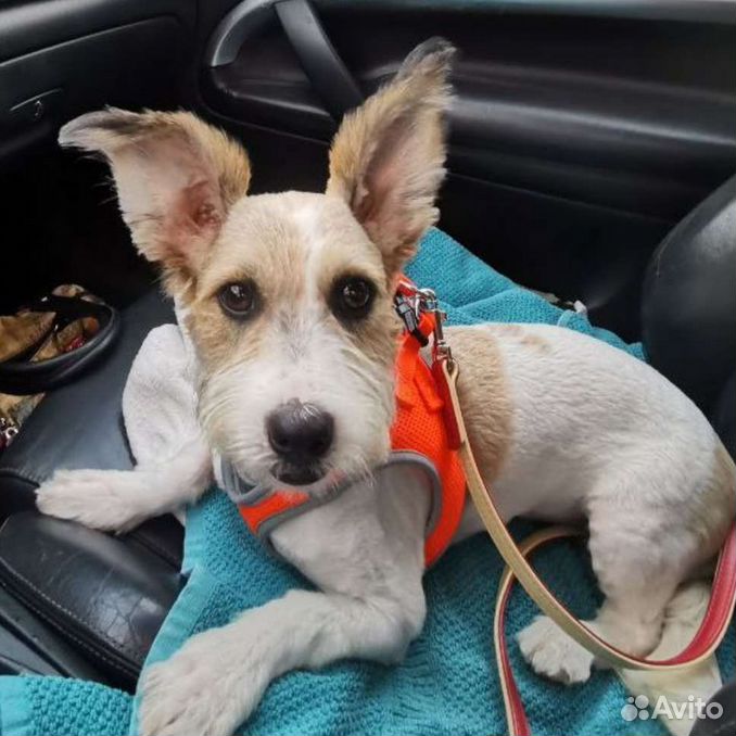 Крохотулька бородулька Эмми в добрые руки