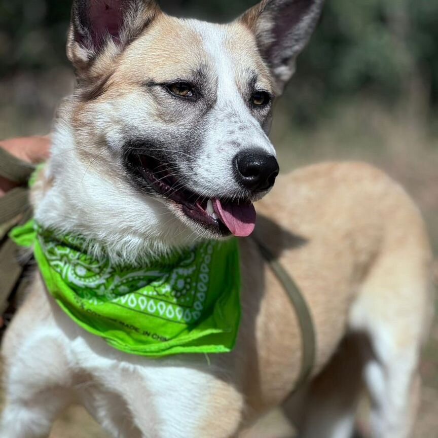 Собака Брошка ищет дом