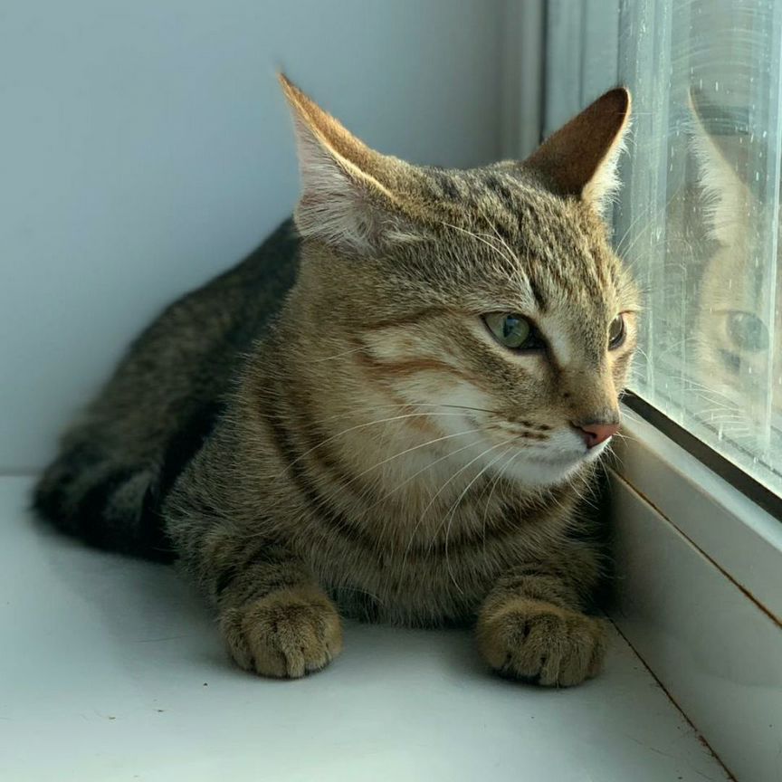 Котик