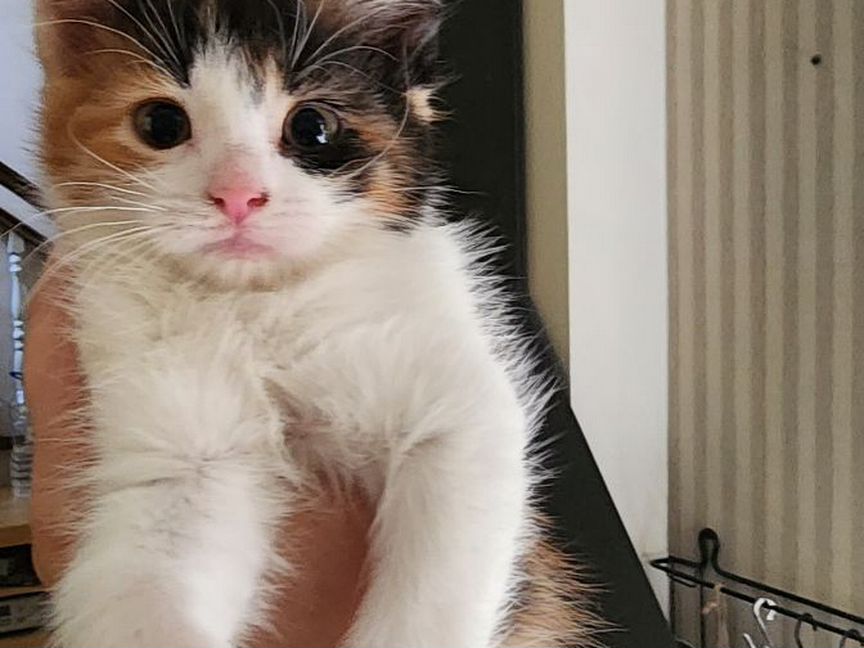 Котенок 3х цветная кошечка