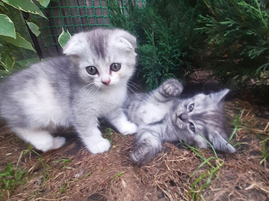 Британские котята