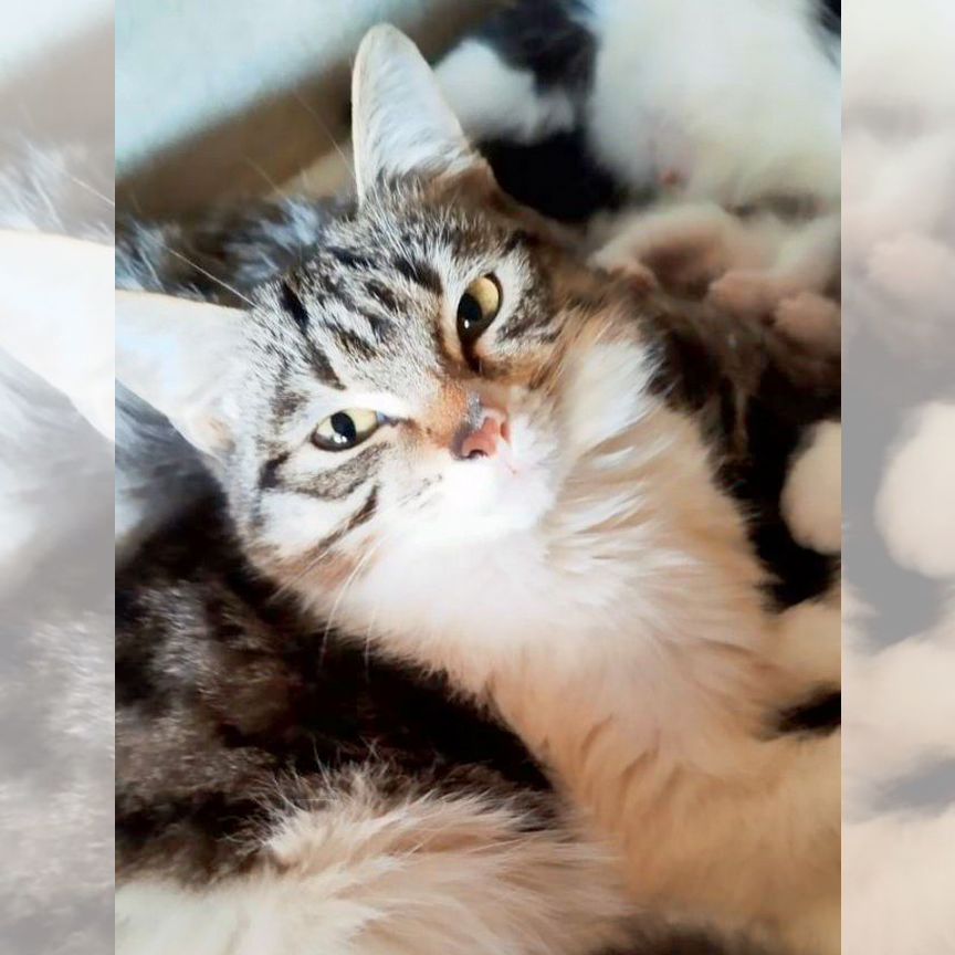Котятам нужен дом в добрые руки