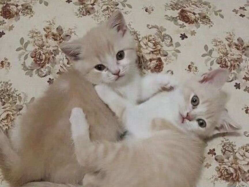 Шотландские котята (скотиш страйт)